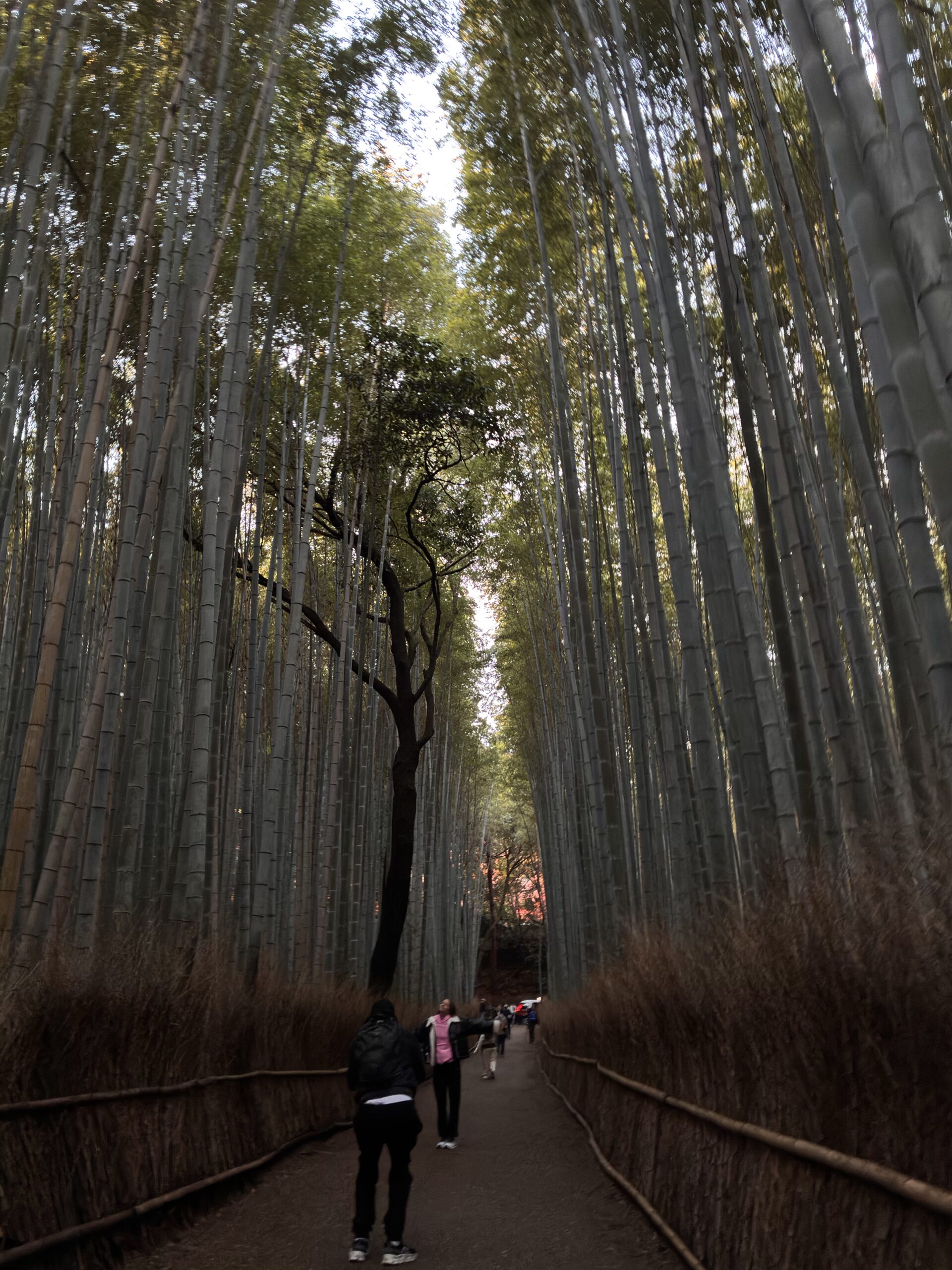 週報2025/11/24-30 - Structia, LLC.